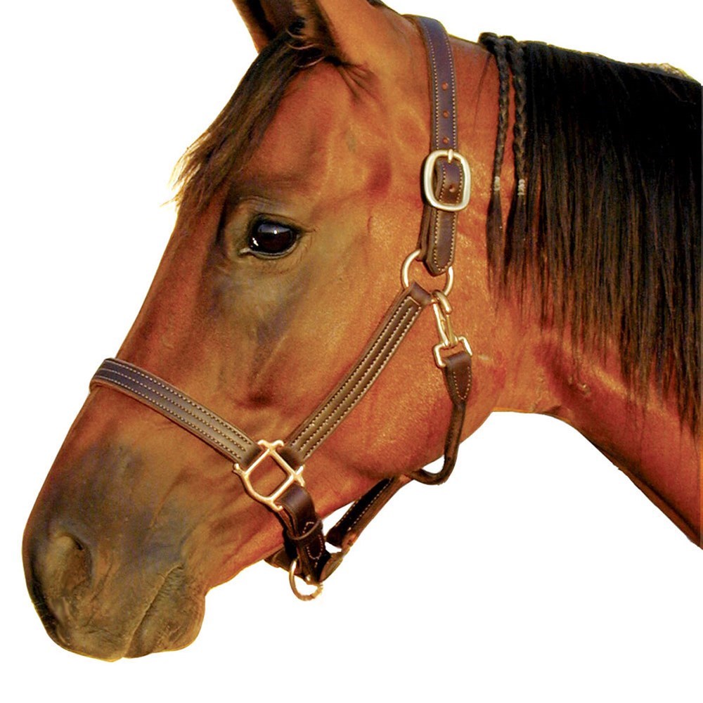 1" Triple Stitched Halter with Solid Brass Hardware — Warehorse
